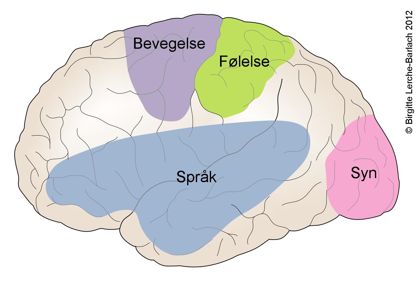 Sentralnervesystemet - NHI.no