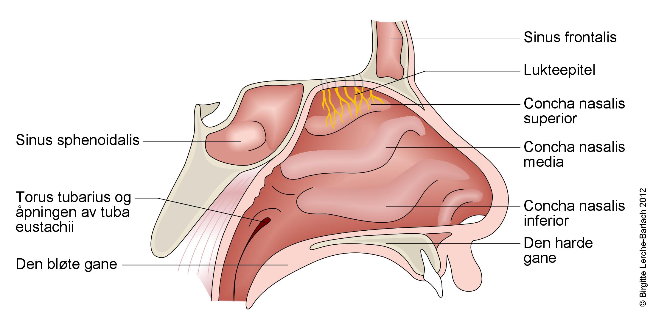 Nesens Anatomi Oog | VRIJESCHOOL