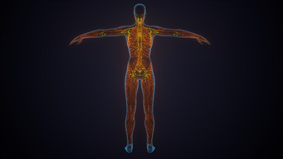 Diagram Av Sentral-og Perifert Nervesystem Myelin Proteins From The