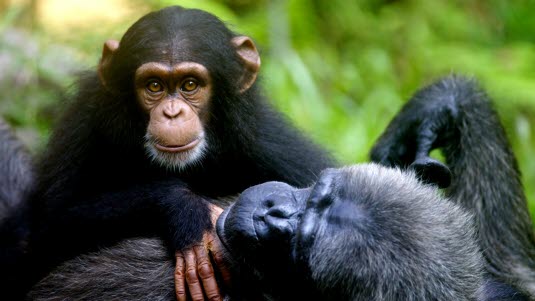 Mindre bruk av sjimpanser i medisinsk forskning - NHI.no