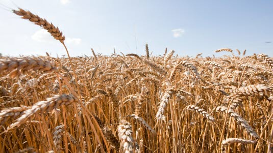 Slik får du barn til å spise fullkorn - Hva er fullkorn? - NHI.no