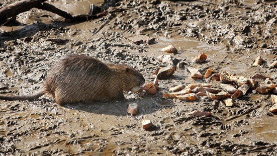 Økende forekomst av rotter i byene - NHI.no