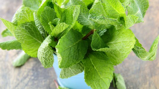 Peppermynteolje - NHI.no