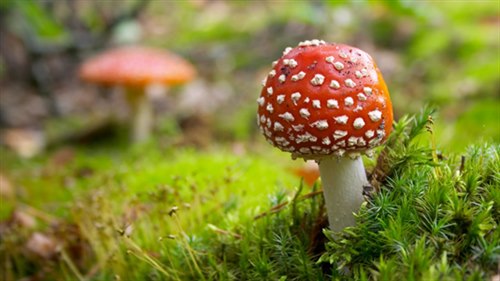 Giftig sopp, inntak av - NHI.no